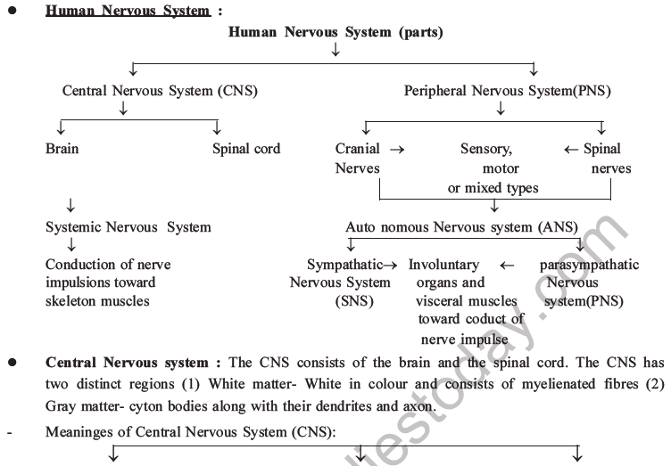 NEET Biology Neural Control and Coordination MCQs Set A with Answers